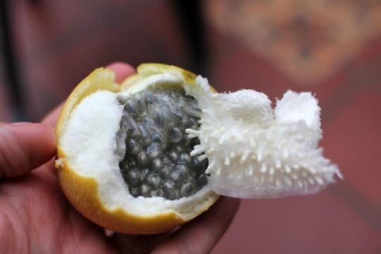9 Exotic Tropical Fruits to Try in South America - Delicioso!