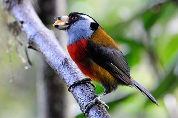 Mindo, Ecuador: Where to Stay, What to Do & Where Next!