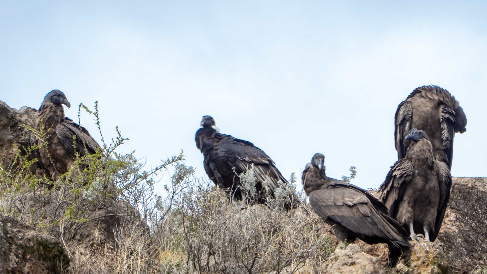 Colca Canyon, Peru - What's the Best Way to Visit?