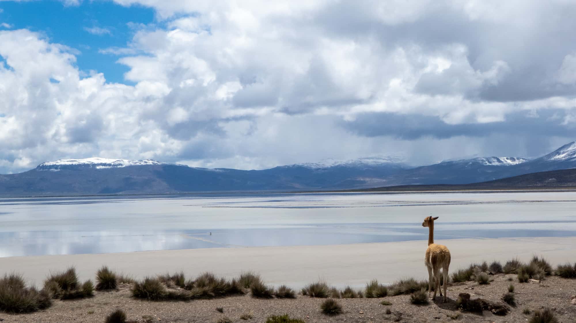 A Trip to Salinas Salt Lagoon - Arequipa, Peru's Best Kept Secret!