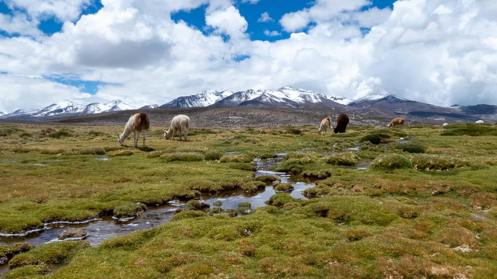 A Trip to Salinas Salt Lagoon - Arequipa, Peru's Best Kept Secret!