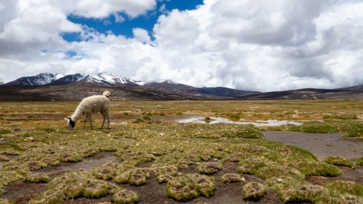 A Trip to Salinas Salt Lagoon - Arequipa, Peru's Best Kept Secret!