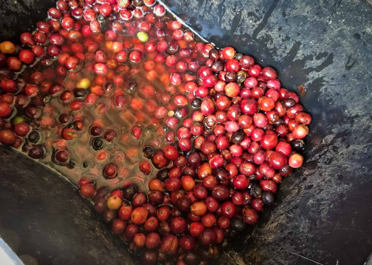 Coffee in South America - From Beans to Cup & Finding the Best!