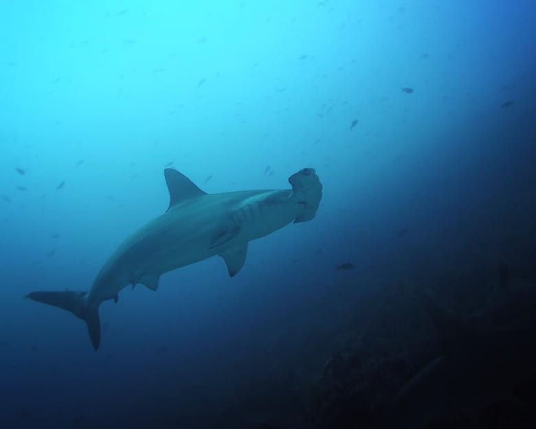 Galapagos: Diving & Hiking on Ecuador's Magical Islands!