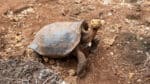 20 Incredible South American Animals to Spot on Your Next Trip!