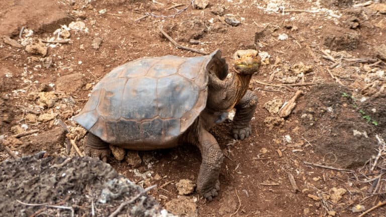 20 Incredible South American Animals to Spot on Your Next Trip!
