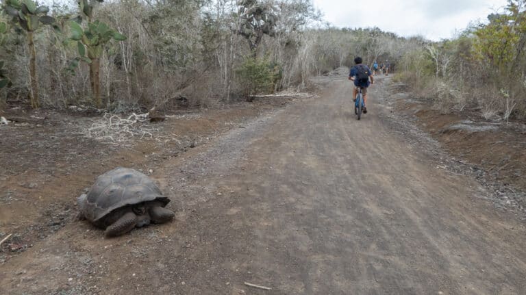 20 Incredible South American Animals to Spot on Your Next Trip!