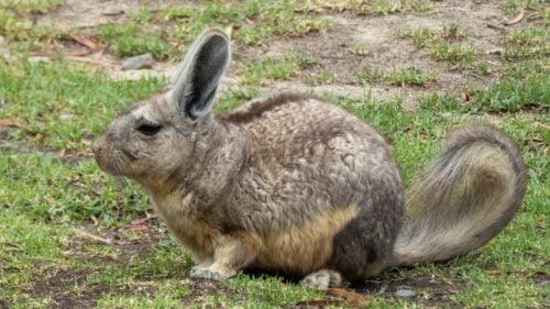 20 Incredible South American Animals to Spot on Your Next Trip!