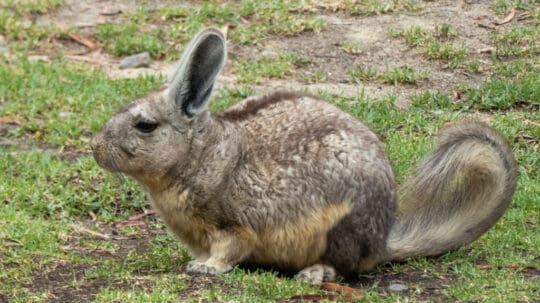 20 Incredible South American Animals to Spot on Your Next Trip!