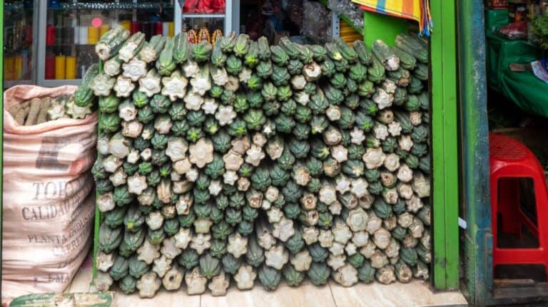 San Pedro (Huachuma): South America's Hallucinogenic Cactus