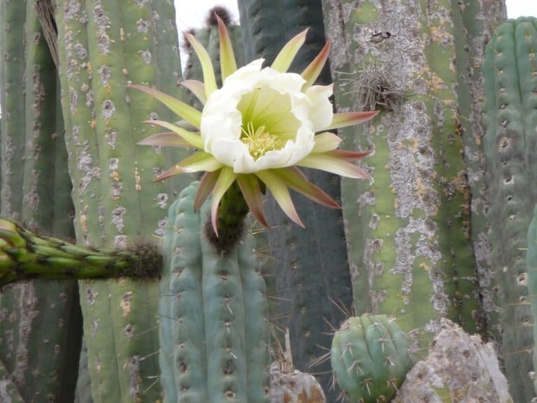 San Pedro (Huachuma): South America's Hallucinogenic Cactus