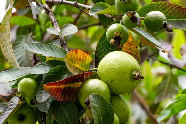 Peruvian Fruit: 17 Unique Taste Explosions You Must Try!