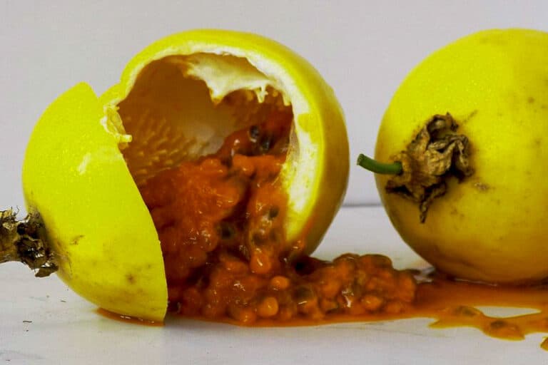 Peruvian Fruit: 17 Unique Taste Explosions You Must Try!