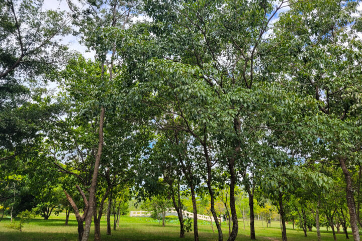 Asunción, Paraguay – Budget Travel Guide